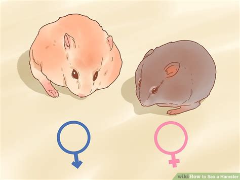 Ways To Sex A Hamster Wikihow