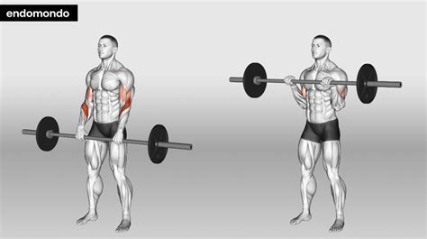 Barbell Arm Workout Guide To Powerful Arms 2025