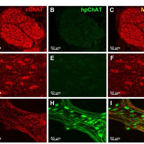The Central And Peripheral Cholinergic Nerve Fibers And Neurons Were Download Scientific