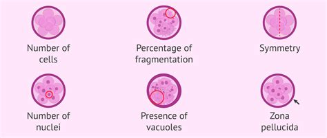 Parameters To Evaluate Embryo Quality