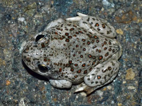 Western Spadefoot Spea Hammondii