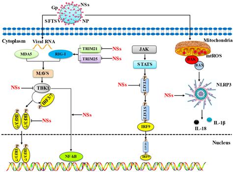 Sftsv Mediates Cell Cycle Apoptosis And The Cgas Sting Pathway To