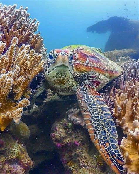 Sea Turtle Sea Turtles Photography Baby Sea Turtles Sea Turtle
