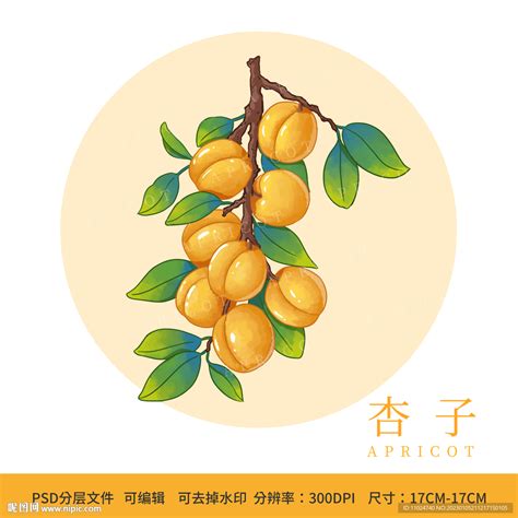 手绘水果杏子包装插画设计图水果生物世界设计图库昵图网