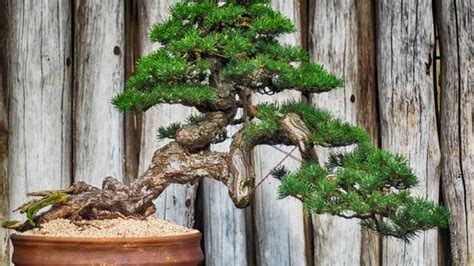 How To Prune A Bonsai Tree Pruning In Bonsai Made Simple Gardening ABC
