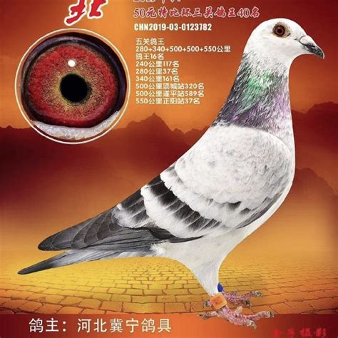 握鸽我最帅 鸽友圈 中国信鸽信息网