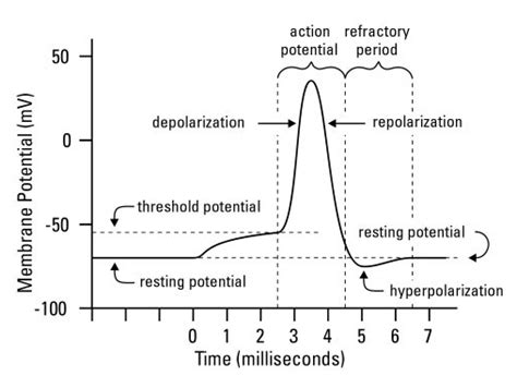 Bioelectric Potentials Resting And Action Potentials Electricalvoice