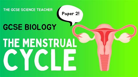 Menstrual Cycle Gcse Edexcel