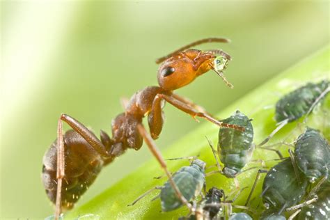 Aphids And Ants Symbiotic Relationship