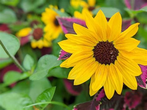 7月に咲く花12選！夏の花壇におすすめの花や花言葉は？ Horti 〜ホルティ〜 By Greensnap Flowers Plants Garden