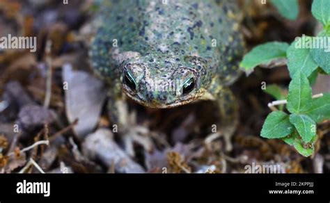 Toad Species Stock Videos And Footage Hd And 4k Video Clips Alamy