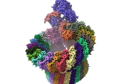 New Film Of Immune System Killing Bacteria Could Point To New Therapies Imperial News