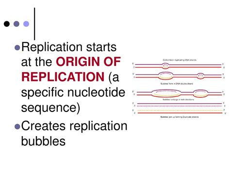 replication bubble