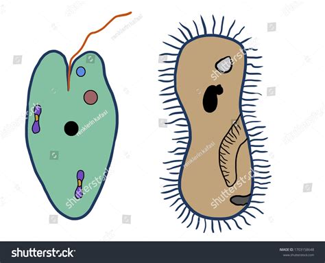 Cell Which Smallest Unit Living Things Stock Illustration 1703158648 Shutterstock