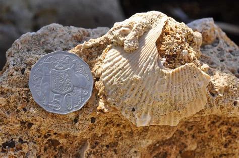The Most Common Types Of Fossils — Finding Ancient Life Reserved In Rock
