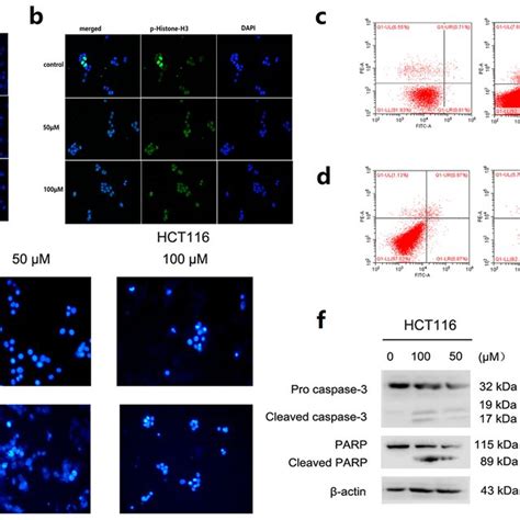 Virtual Ligand Screening And Mst Assay Identifies The Binding Of