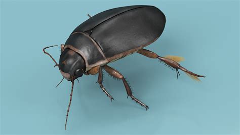 Water Insect Beetle Black Floating 3d Turbosquid 2248532