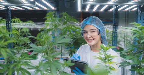 천연 허브 건강 약물을 만들기 위해 의학에서 사용하기 위한 대마초 대마 의약품의 농업 농장에서 대마초 잎 또는 간자 식물의 성장