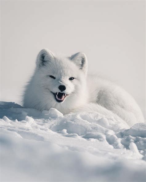 一只白色的北极狐在拉普兰德的荒野里打哈欠……