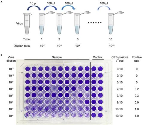 Detection Of Virus Titer By Tcid50 Assay A Illustrative Overview Of Download Scientific
