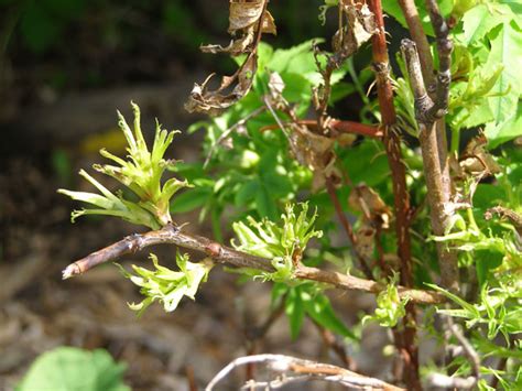 Whats Wrong With My Plant Garden University Of Minnesota Extension