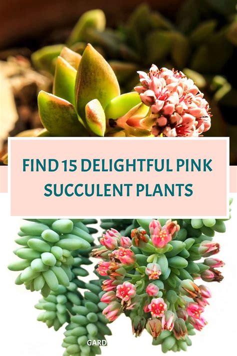 Find 15 Delightful Pink Succulent Plants Pink Succulent Succulents