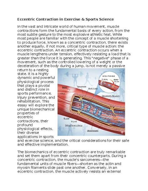 Eccentric Contraction In Exercise And Sports Worksheet Subs Or Classwork