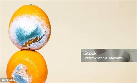 썩은 몰디 오렌지 성장하는 금형의 사진 버릇없는 과일 식사 남은 음식 공간을 복사합니다 평형 부동 음식 균형 0명에 대한 스톡 사진 및 기타 이미지 Istock