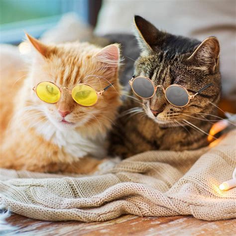 Two Cats Wearing Sunglasses
