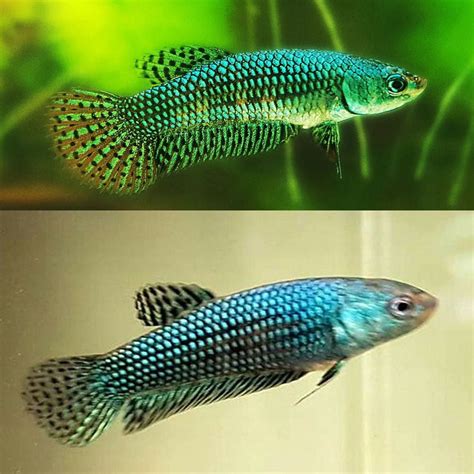 Green Fighter Fish Full Moon Betta