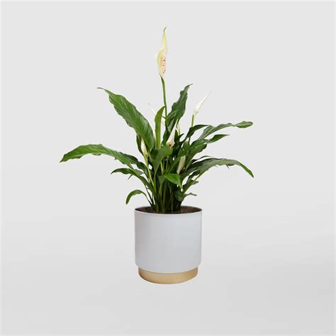 Spathiphyllum Peace Lily In A Pot Natures Colours