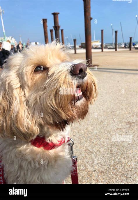 Cockapoo Dogs Face Looking Expectantly At Owner Lovely Background