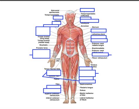 Lab Diagram Quizlet