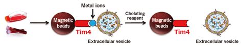 Isolation Purification Of Exosome 广州妙博生物技术有限公司企业官网