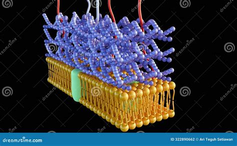 Gram Positive Bacteria Lipid Membrane Stock Illustration Illustration Of Gram Thick 322890662