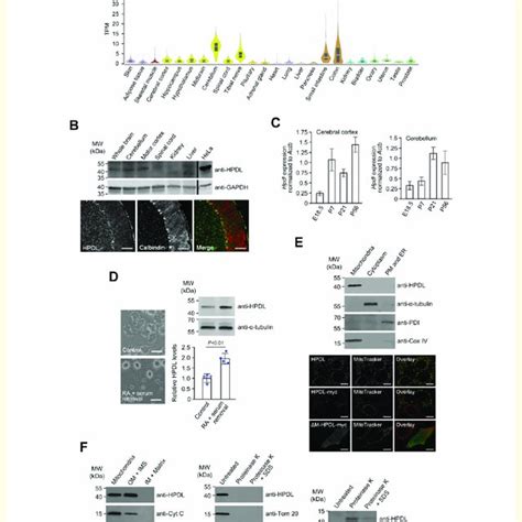 Expression And Subcellular Localization Of Hpdl A Gene Expression