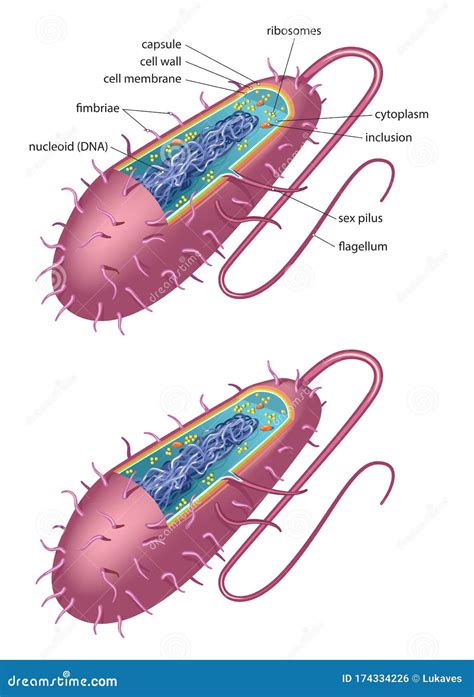 Bacteria Cell Stock Vector Illustration Of Microbiology 174334226
