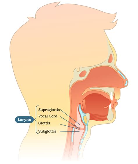 Supraglottic Swallow