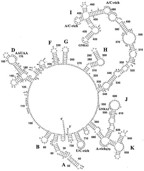 Predicted Stem Loop Structures Of The Lv 5 Utr Stem Loop Structures In Download Scientific