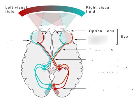 Visual Pathway Diagram Quizlet