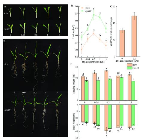 The Effects Of Exogenous Br Treatment On B73 And Rpn10 Seedlings A