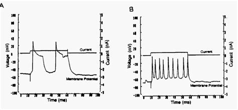 Figure 3 From Membrane Properties Of Mouse Dorsal Cochlear Nucleus