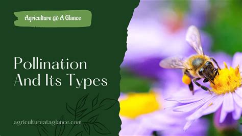 Pollination And Its Types — Agriculture At A Glance