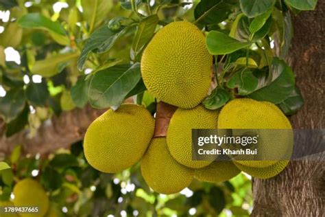 Honey Bee Hive Tree Photos And Premium High Res Pictures Getty Images