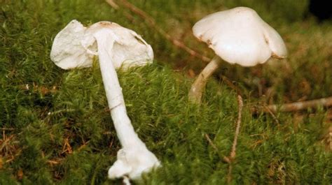 Sex Personer Vårdas För Svampförtning Gt