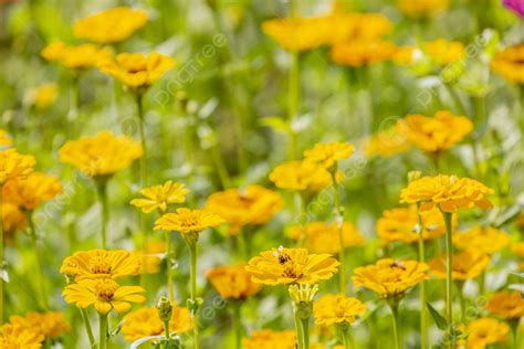 식물과 꽃 사진 지도 배경 식물 꽃들 신선한 꽃 배경 일러스트 및 사진 무료 다운로드 Pngtree