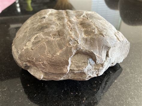 Image Member Collections The Fossil Forum