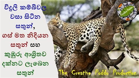 විදුලි කම්බිවල වසා සිටින සතුන් ගස් මත නිදියන සතුන් කුඹුරු ආශ්‍රිතව දක්නට ලැබෙන සතුන් Youtube