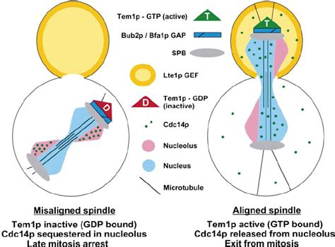 Spindle Pole Position Determines Exit From Mitosis The Spb Localized