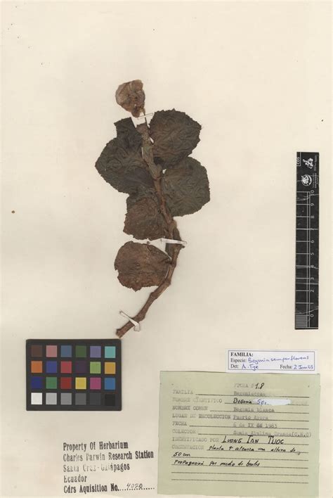 Begonia Semperflorens